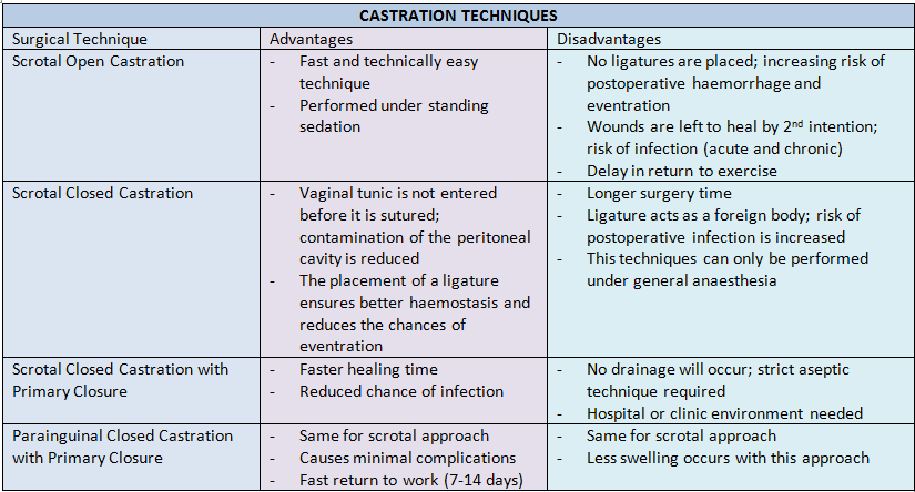 Lab 6; Equine Castration - What are the surgical techniques invloved in Equine Castration?